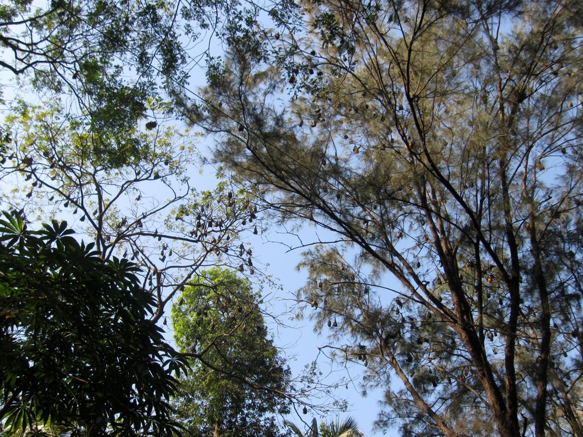 Mumbai Lens: Bats at my bus stop – My Favourite Things