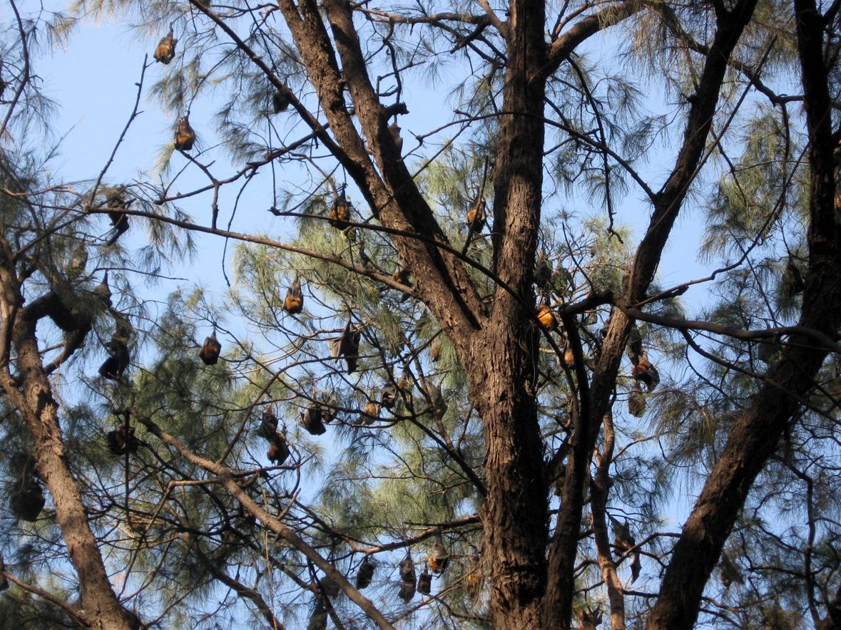 Mumbai Lens: Bats at my bus stop – My Favourite Things