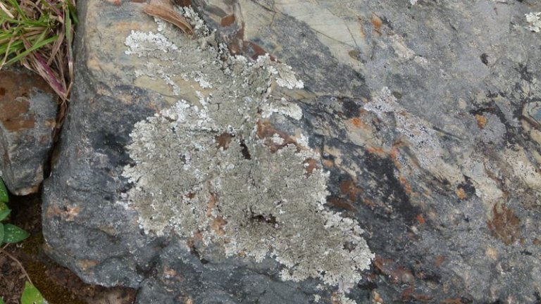 Ferns, mosses, lichens, fungi… – My Favourite Things