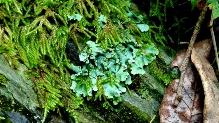 Ferns, mosses, lichens, fungi… – My Favourite Things