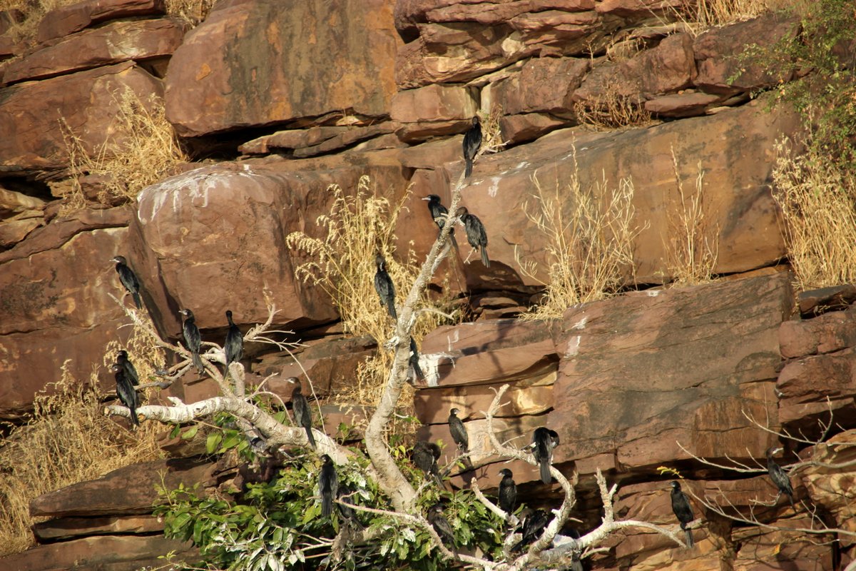 A safari on the Chambal River – My Favourite Things